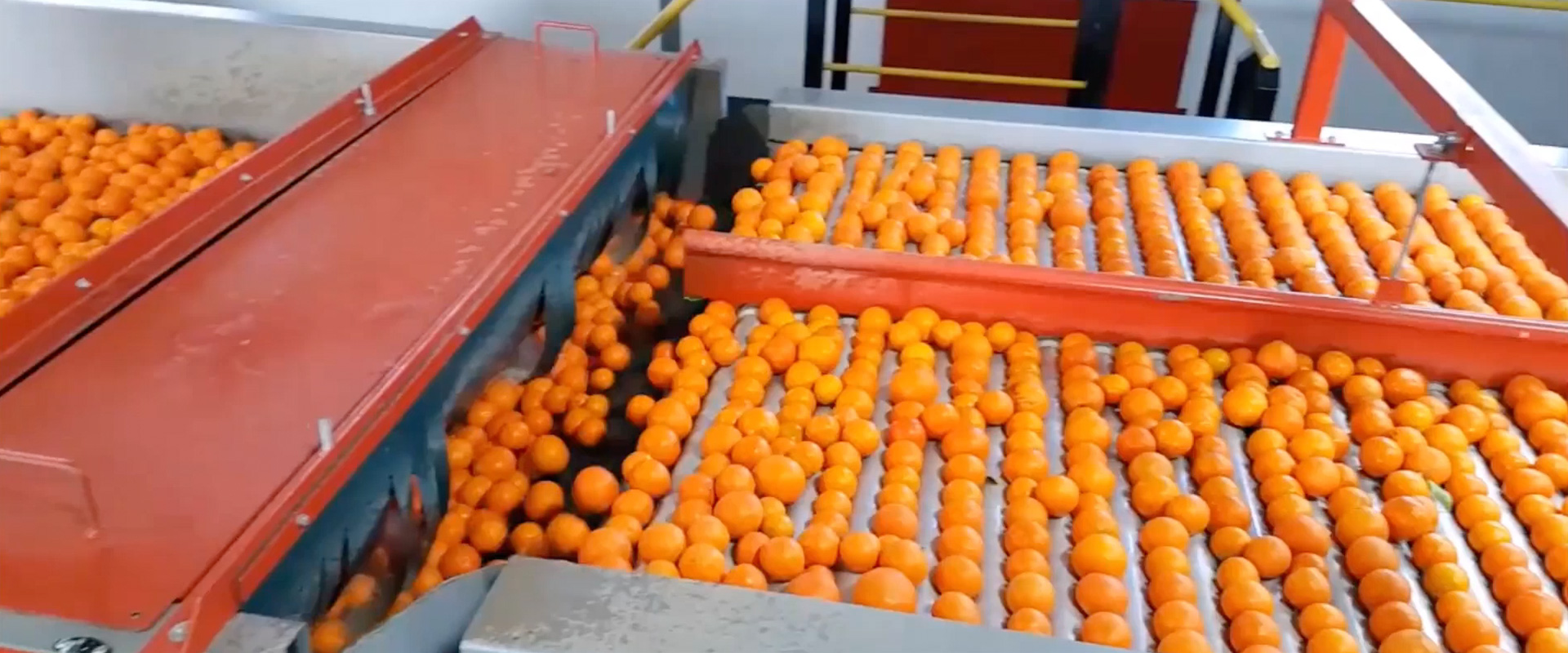 دستگاه سورتینگ مرکبات (خرید، قیمت 1404) - کاسپین سورت