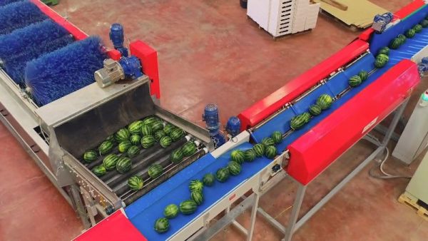 دستگاه سورتینگ هندوانه (خرید، قیمت 1404) - کاسپین سورت